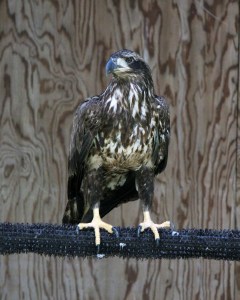 Eagle returning to Paradise – Georgia Wildlife Blog