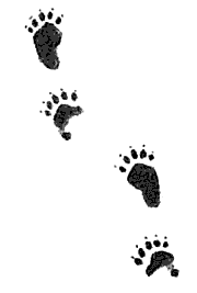 black bear track pattern – Georgia Wildlife Blog