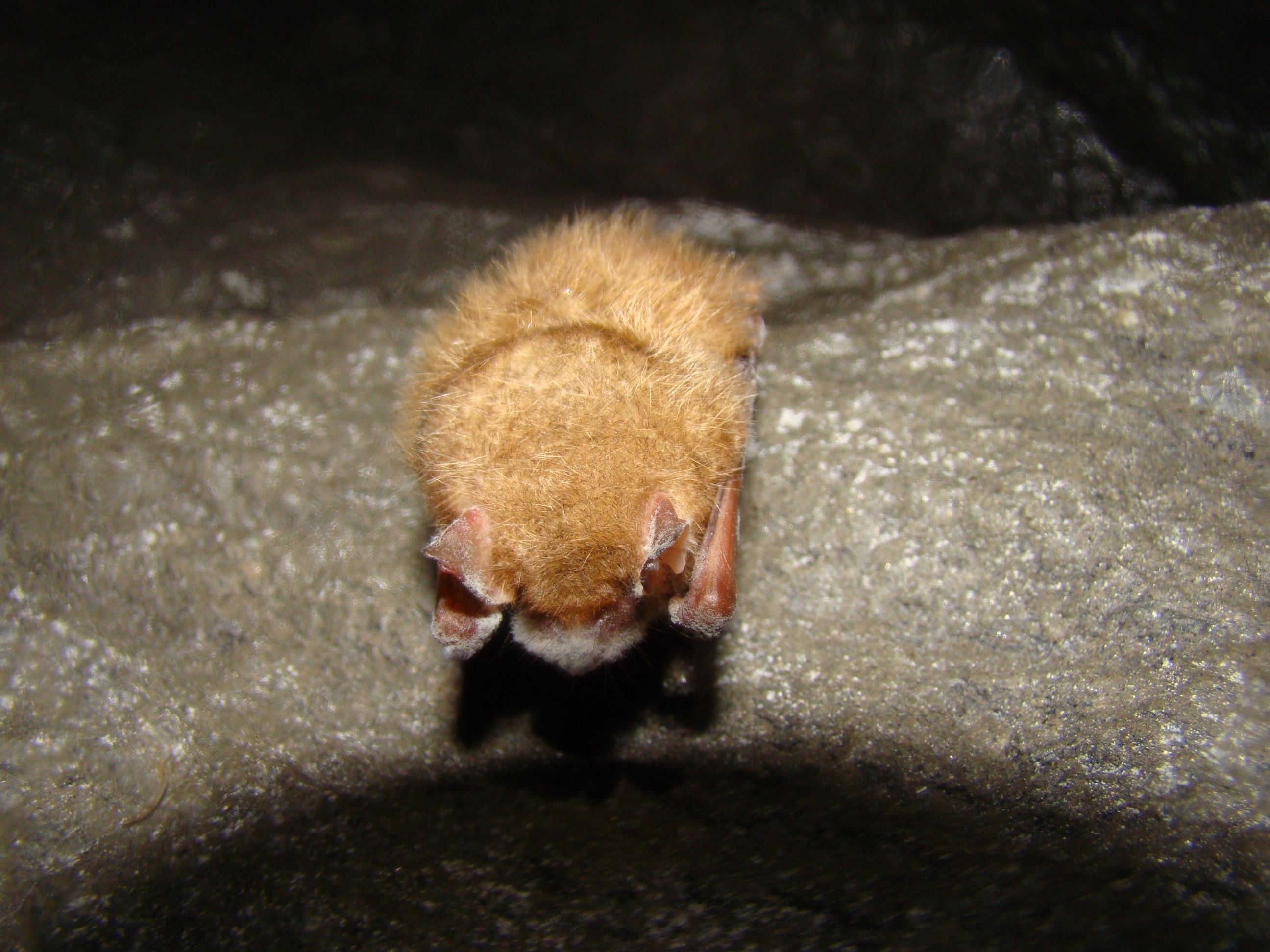 A Tough Winter for Southern Bats: Tracking the Spread of WNS in Georgia ...