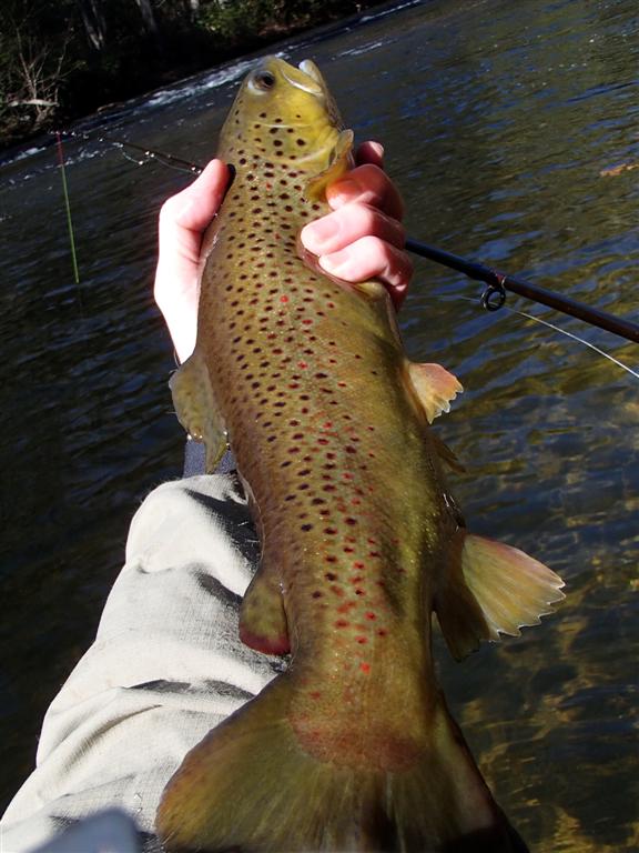 Georgia Fishing Reports: Dec. 5, 2014 – Georgia Wildlife Blog