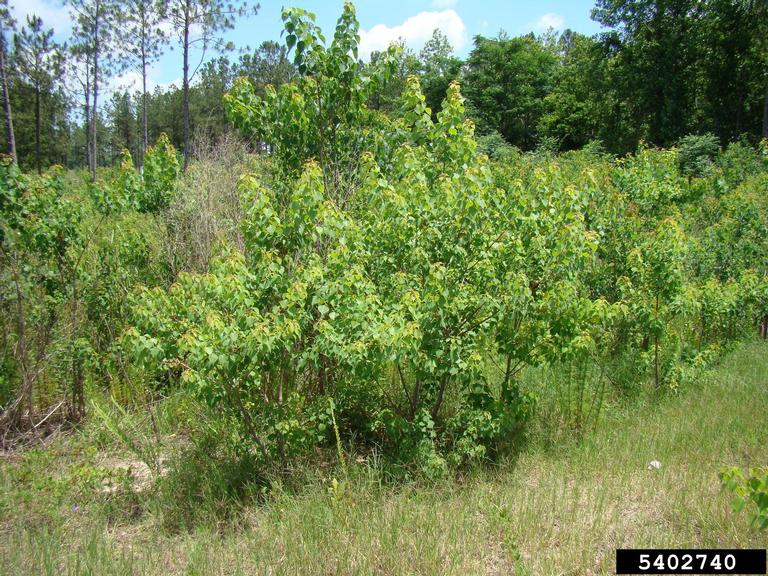 Watch What You Plant – Georgia Wildlife Blog