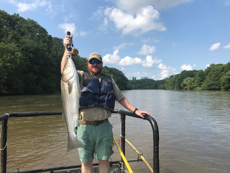 striper fish2 Morgan Falls TW shock June 2017 small – Georgia Wildlife Blog
