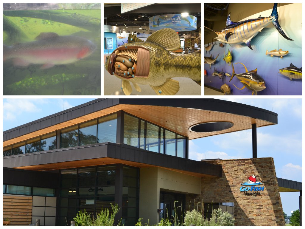 Georgia Fishing Report: November 24, 2017 | Georgia Wildlife Blog