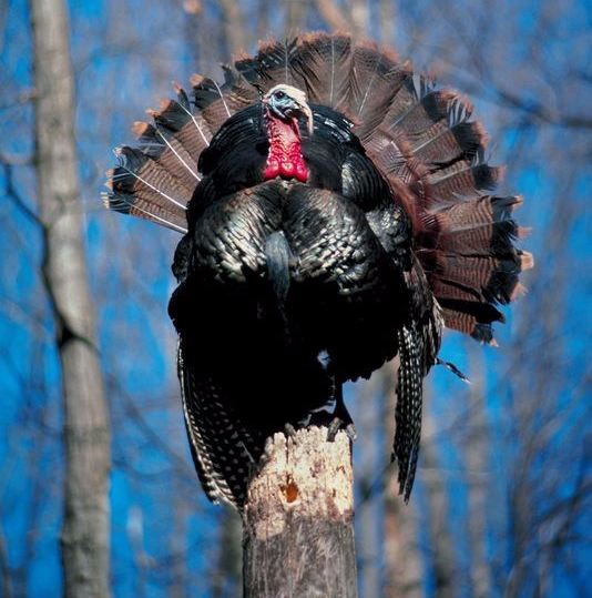 turkey on log – Georgia Wildlife Blog