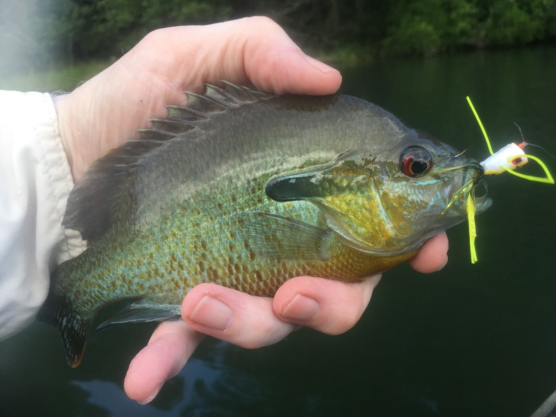 bream popper Unicoi Lake yak 7-5-18 – Georgia Wildlife Blog