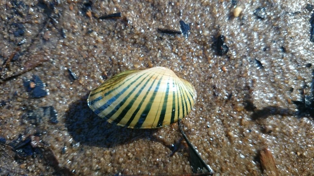 Study Spotlight: Mussel Mania in the Lower Flint River | Georgia ...