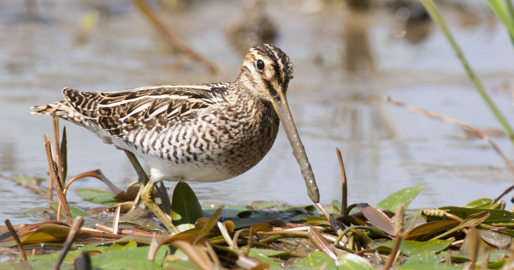 Going on a Snipe hunt? No, seriously... | Georgia Wildlife Blog