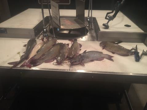 Central Catfish1 – Georgia Wildlife Blog