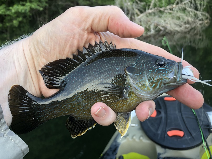 sunfish green Unicoi lake June 2019 – Georgia Wildlife Blog