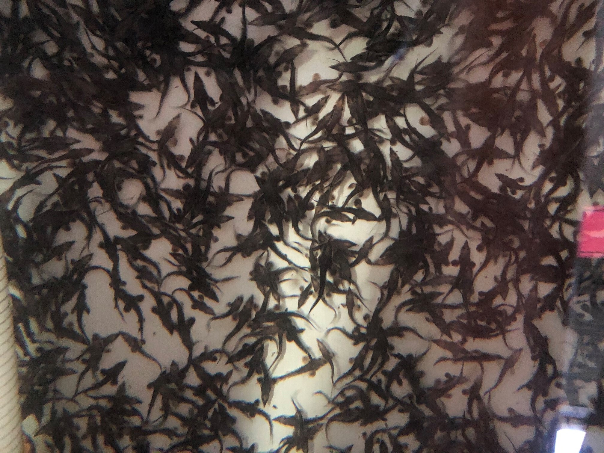 sturgeon – Georgia Wildlife Blog