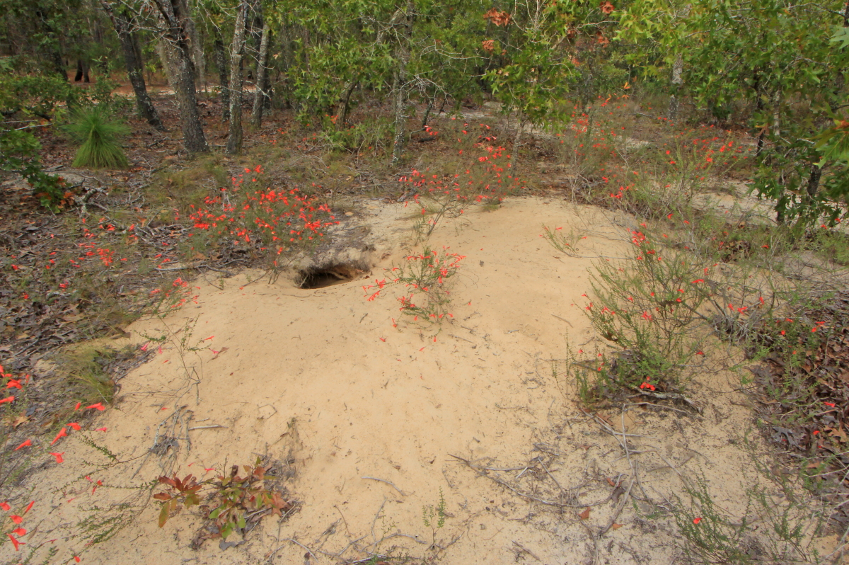 Gopher burrow and apron with scarlet basil_Alan Cressler – Georgia ...