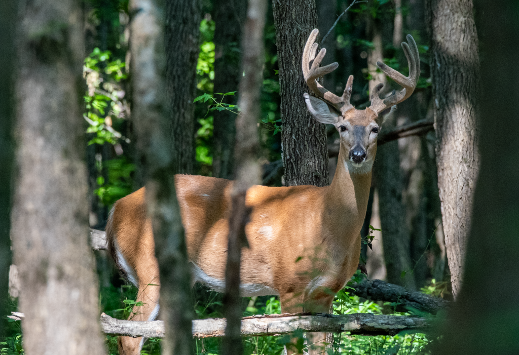 5 Times to be Worried About Sick-looking Deer | Georgia Wildlife Blog