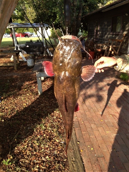 catfish – Georgia Wildlife Blog