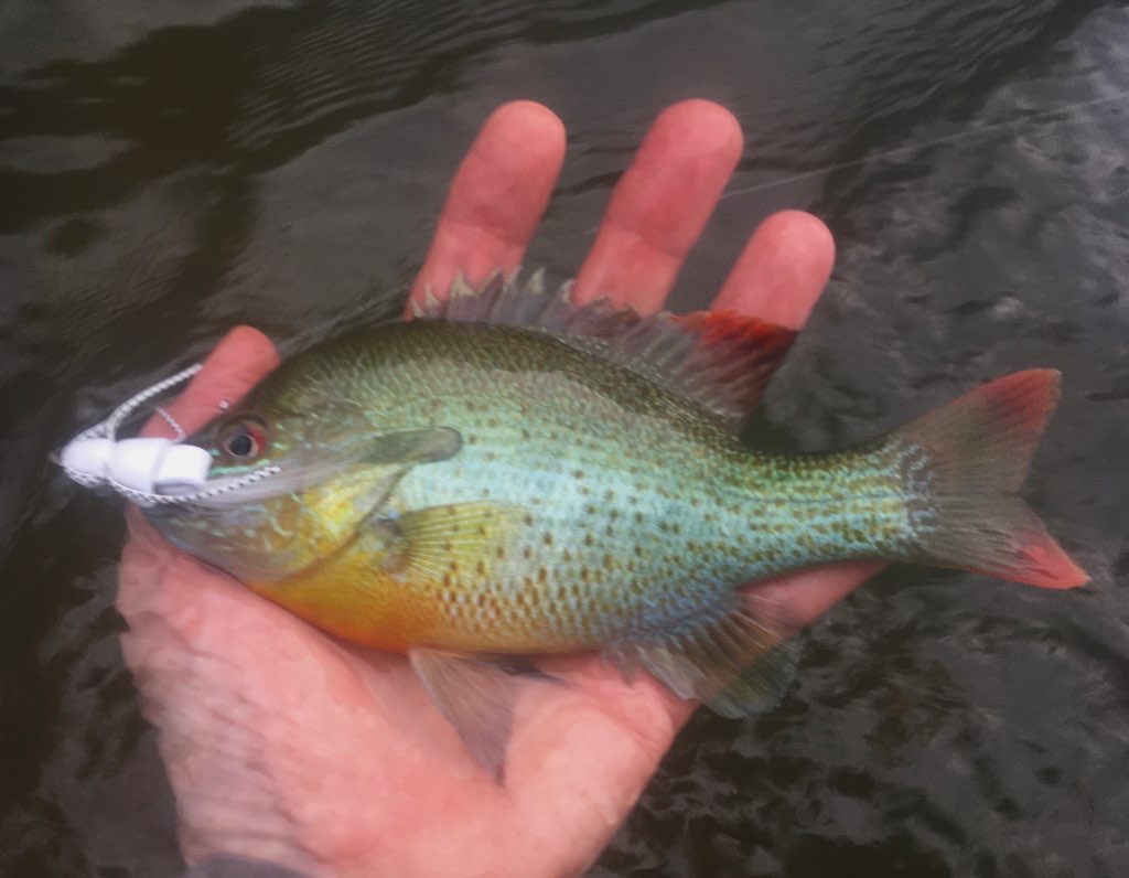 LOOK BEFORE YOU DRIVE BREAM – Georgia Wildlife Blog