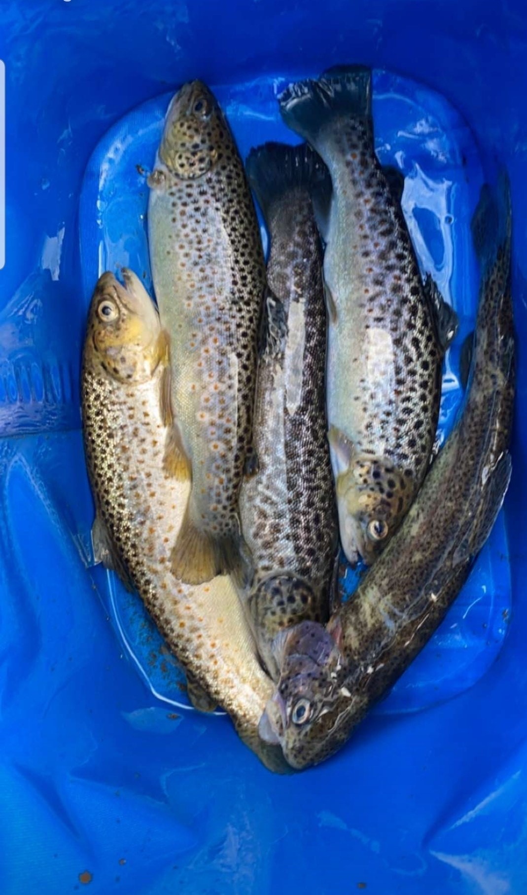 Low Gap Creek Trout – Georgia Wildlife Blog