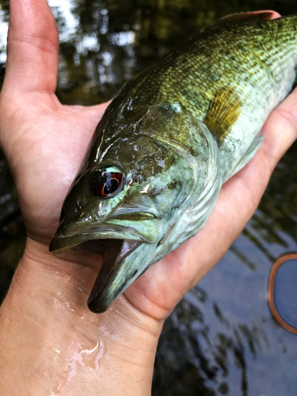 Redeye Bass 1 – Georgia Wildlife Blog