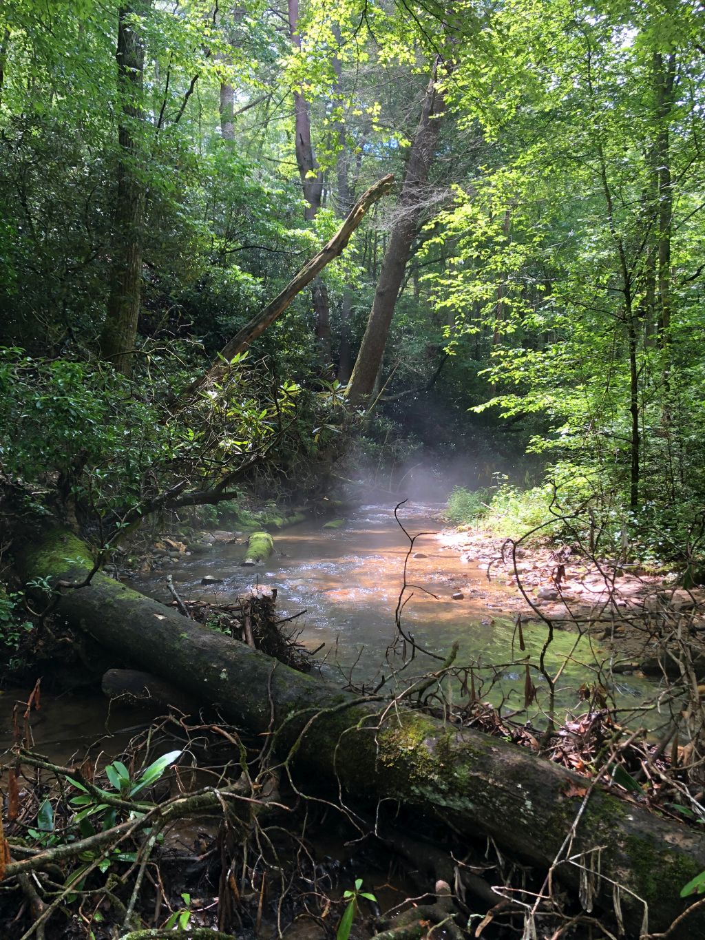 Damer Wild Brown Stream – Georgia Wildlife Blog