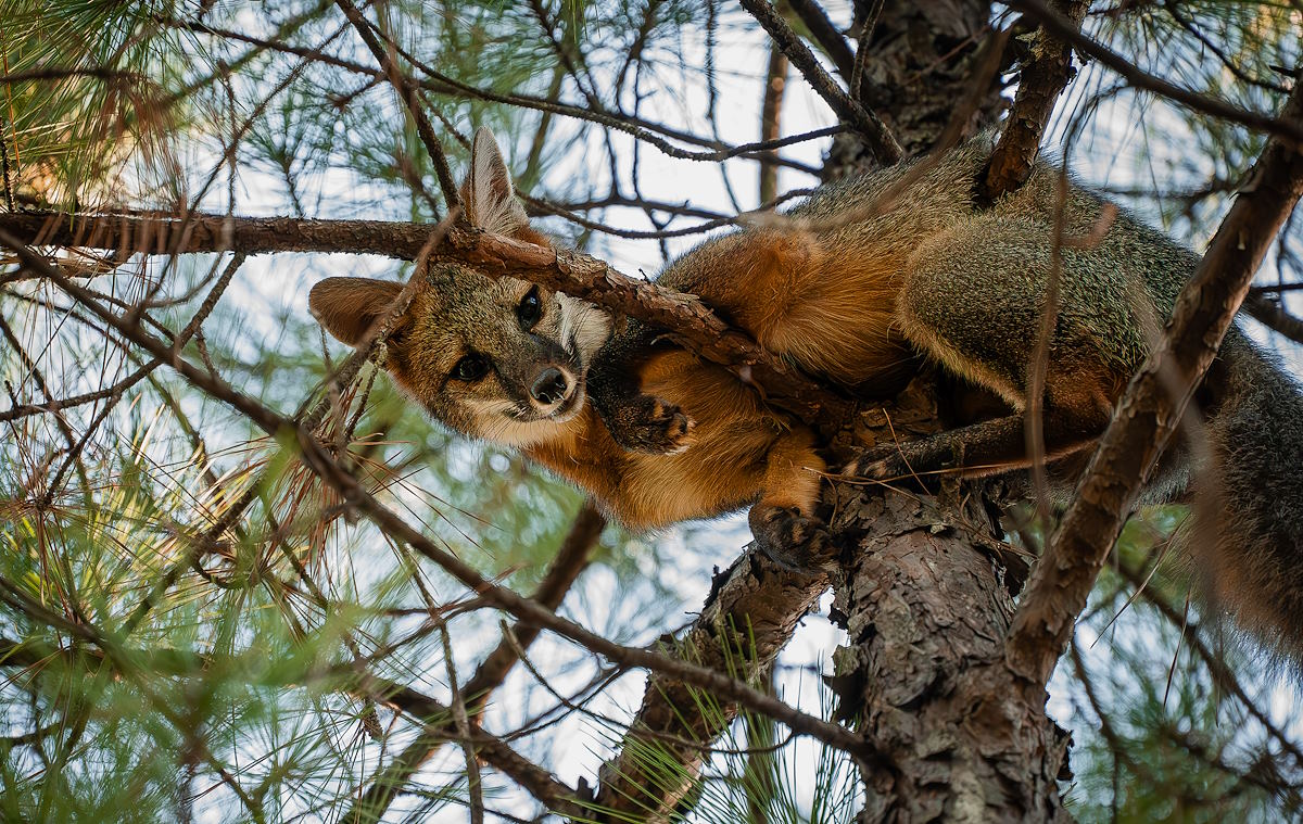Georgia Wildlife Blog